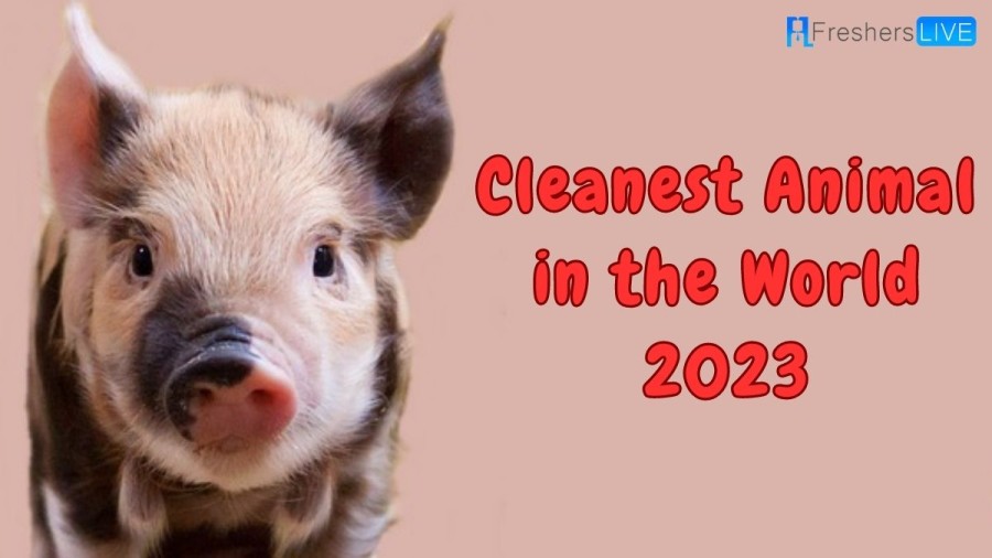 Cleanest Animals in the World 2024 - List of Top 10