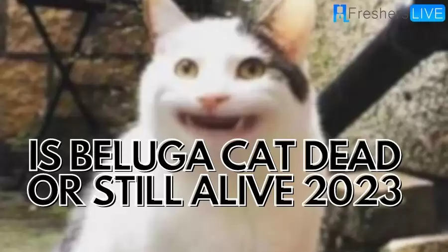 Is Beluga Cat Dead or Still Alive 2024? Death Hoax Debunked
