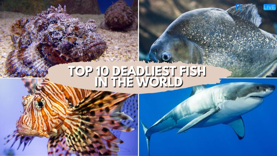 Top 10 Deadliest Fish In The World [2024] You Should be Very Careful